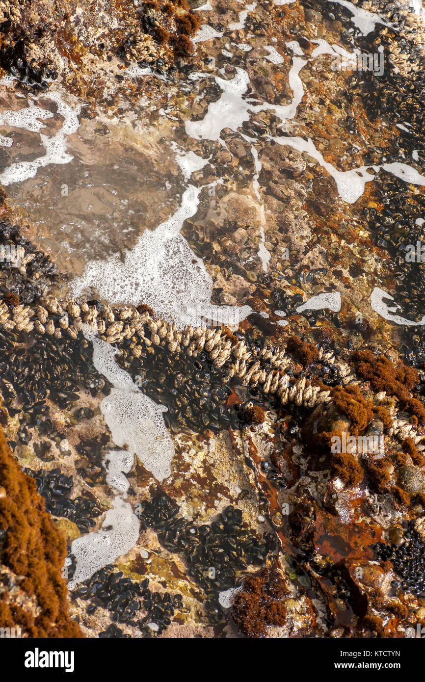 Gooseneck Barnacle (Pollicipes polymerus ) with receding white surf ...