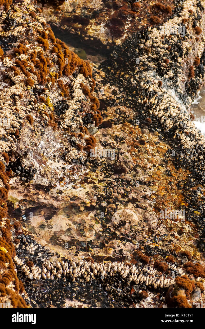 Gooseneck Barnacle (Pollicipes polymerus ) with receding white surf ...