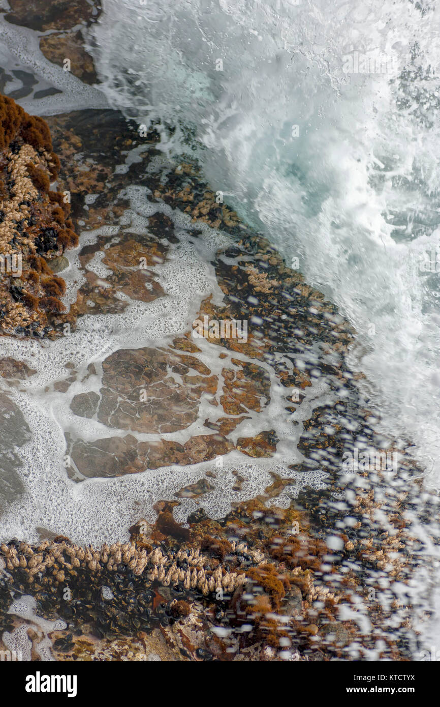 Gooseneck Barnacle (Pollicipes polymerus ) with receding white surf ...