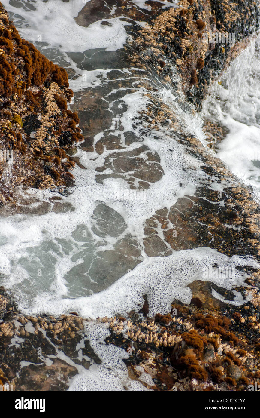 Gooseneck Barnacle (Pollicipes polymerus ) with receding white surf ...