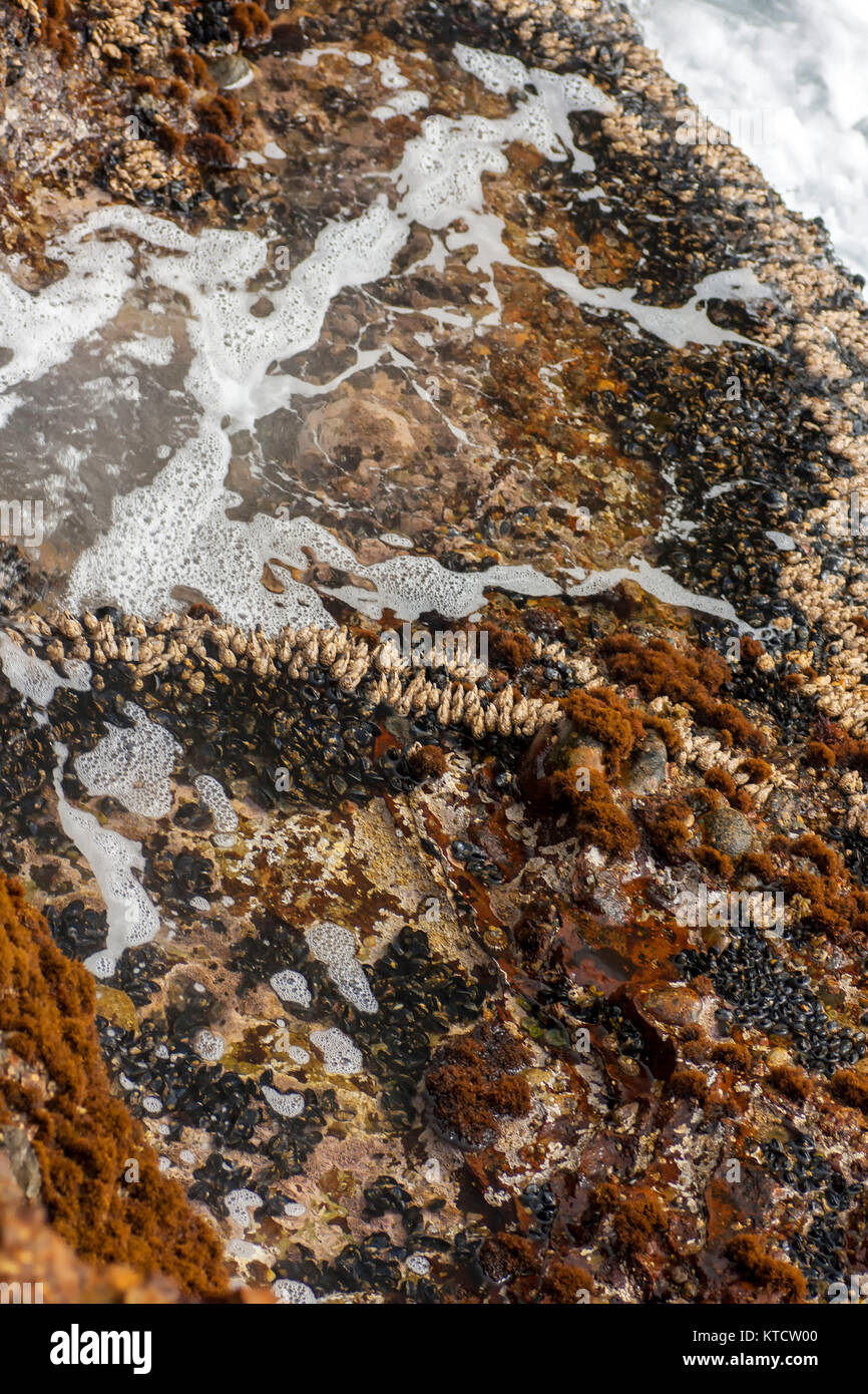 Gooseneck Barnacle (Pollicipes polymerus ) with receding white surf ...
