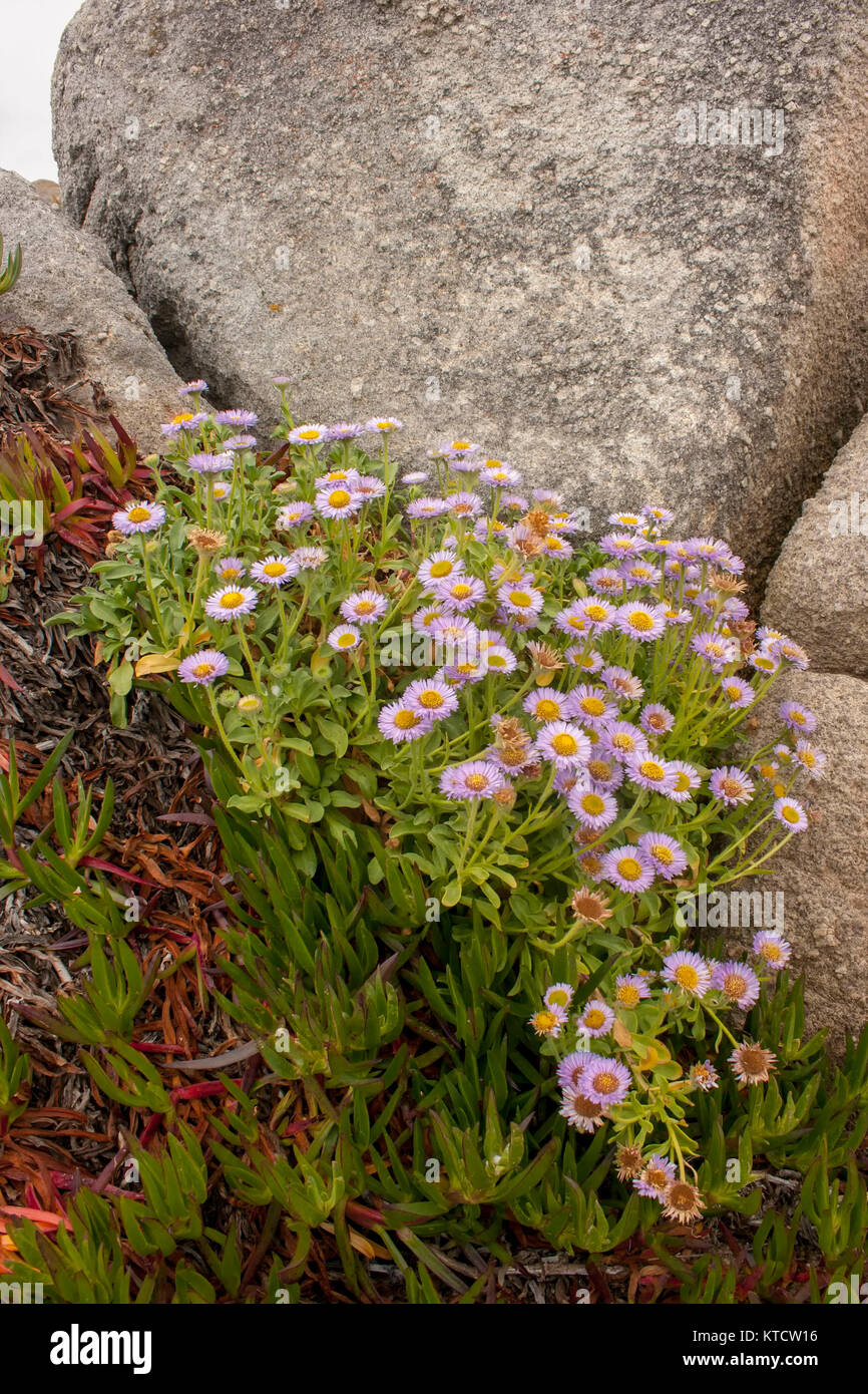 wildflowers and rocks, Cyprus Stock Photo - Alamy