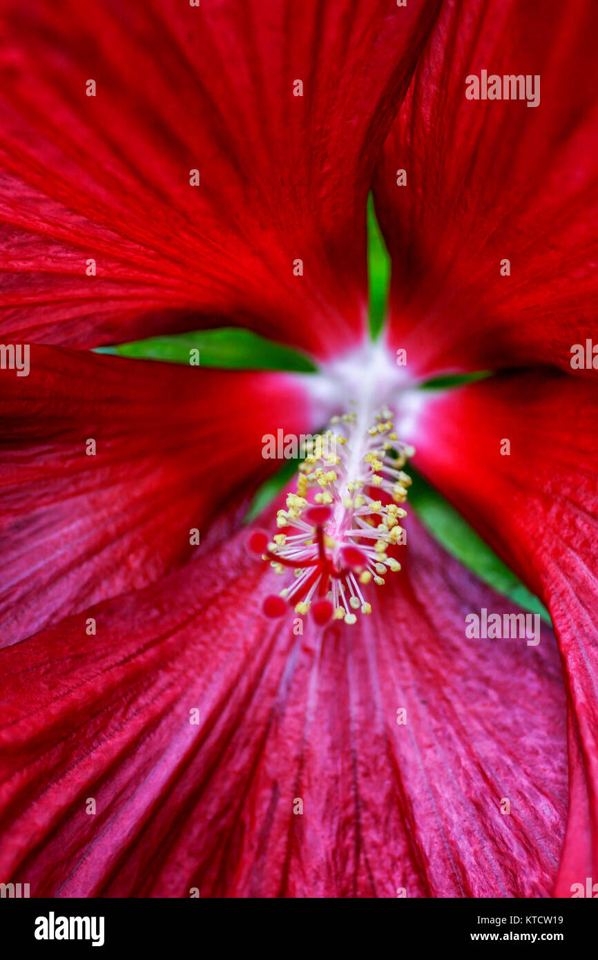 Stamen and petals of beautiful hibiscus flower, england, caribbean ...