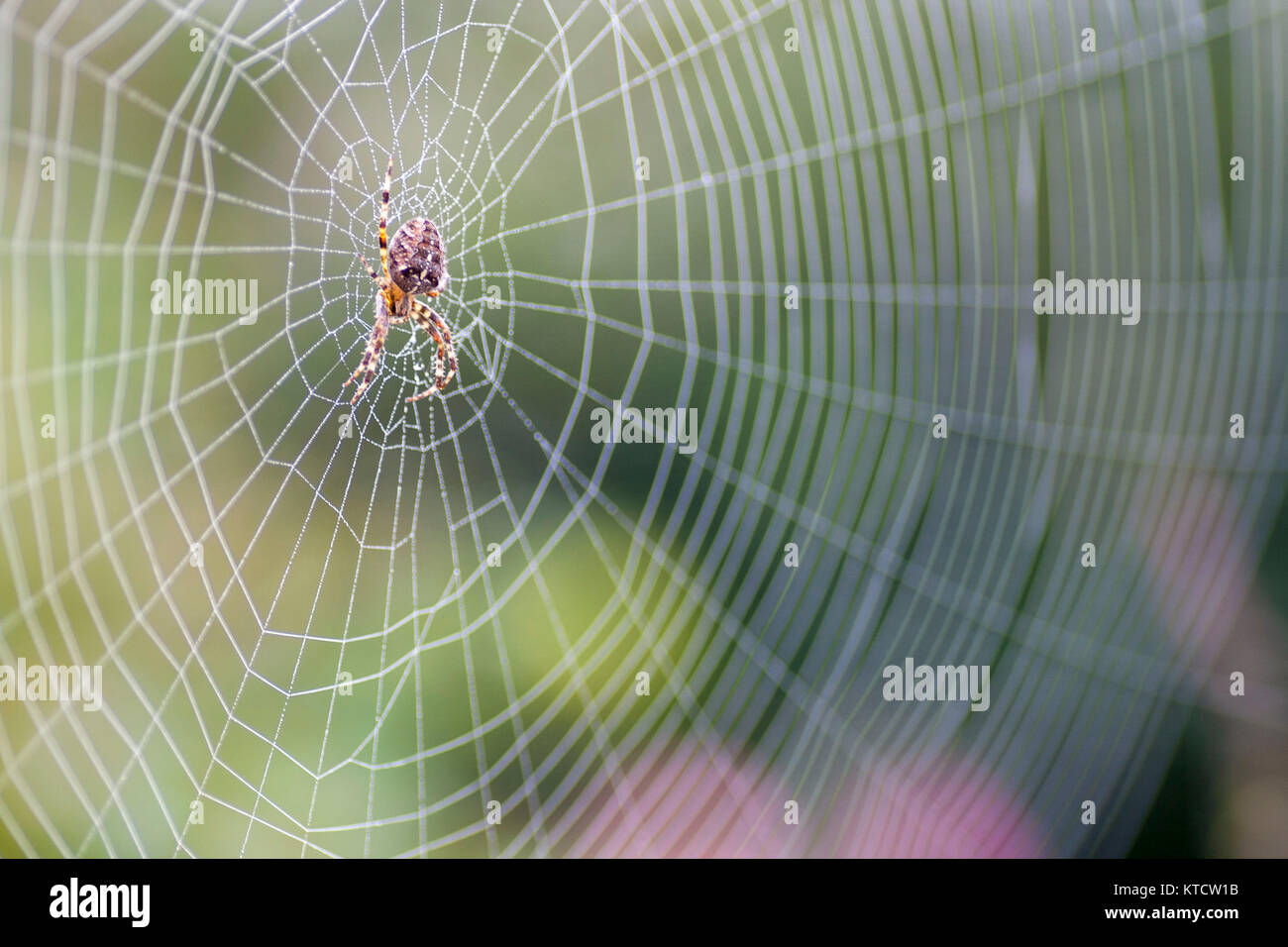Garden spider in symmetrical web in english summer garden, europe Stock ...