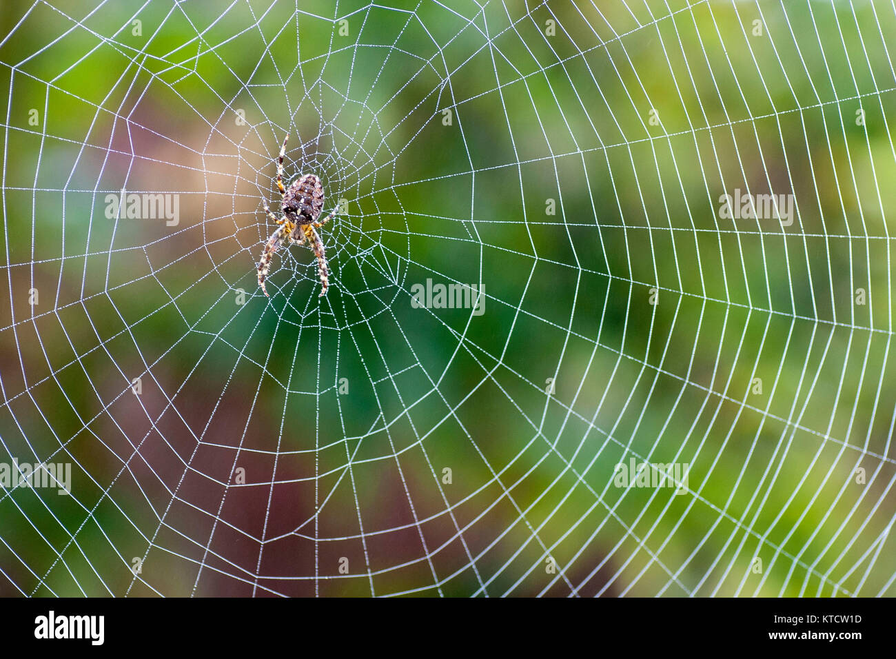 Garden spider in symmetrical web in english summer garden, europe Stock ...
