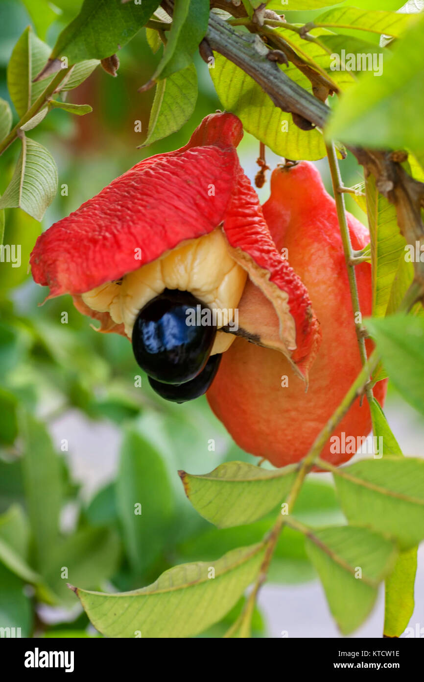 Ackee caribbean hi-res stock photography and images - Alamy