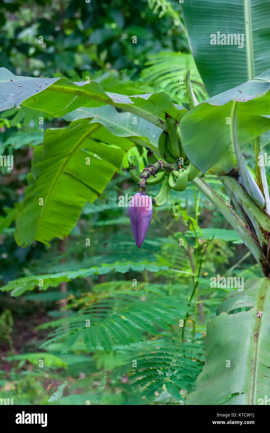 Banana blossom with first banana fingers in jamaica, caribbean, west ...