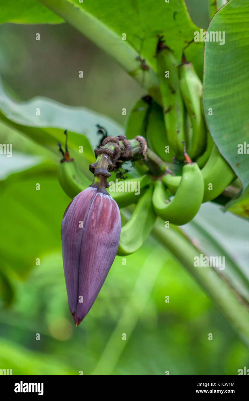 Banana blossom with first banana fingers in jamaica, caribbean, west ...