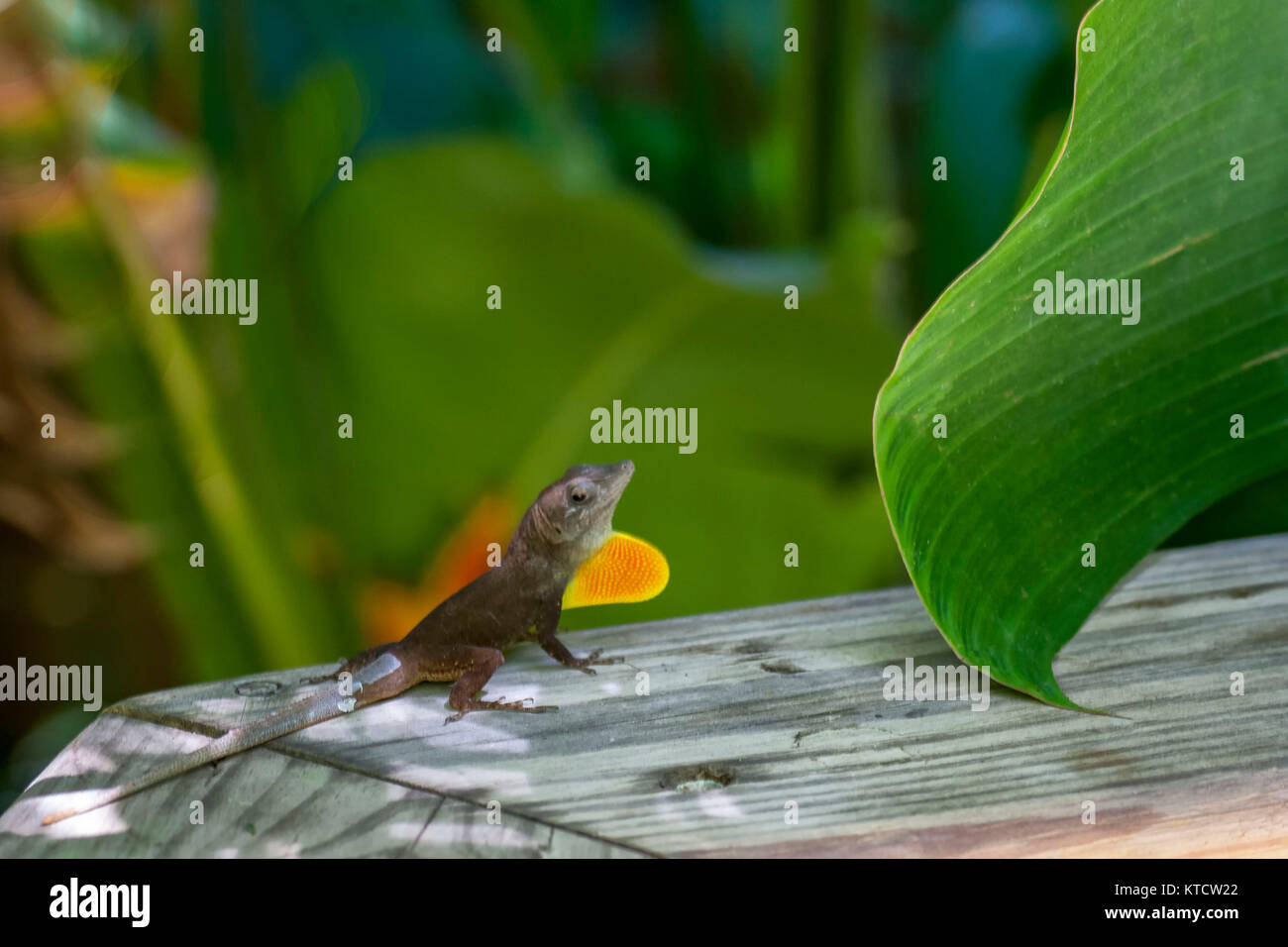 Jamaican common lizard hi-res stock photography and images - Alamy
