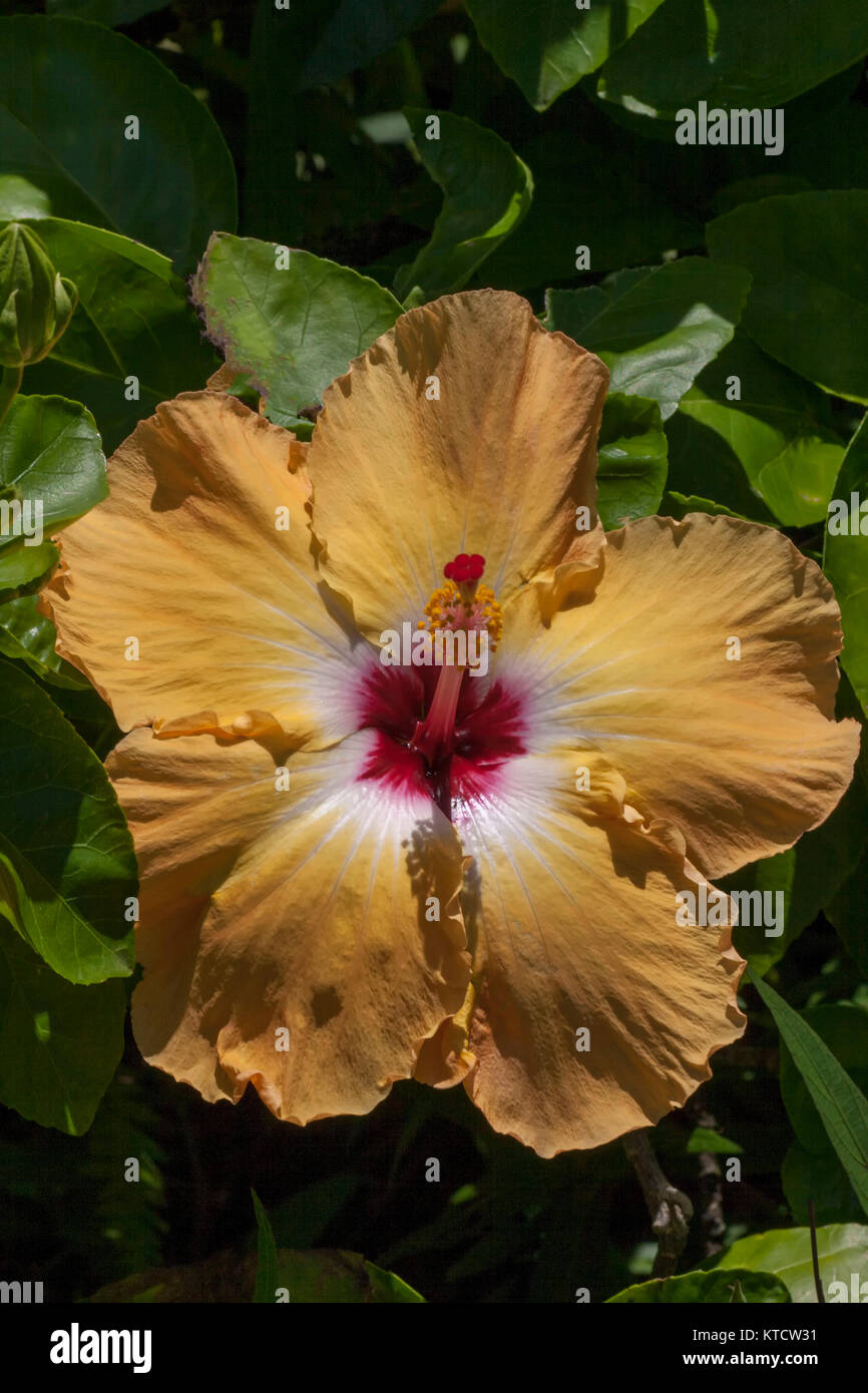 Jamaican flower tea hi-res stock photography and images - Alamy