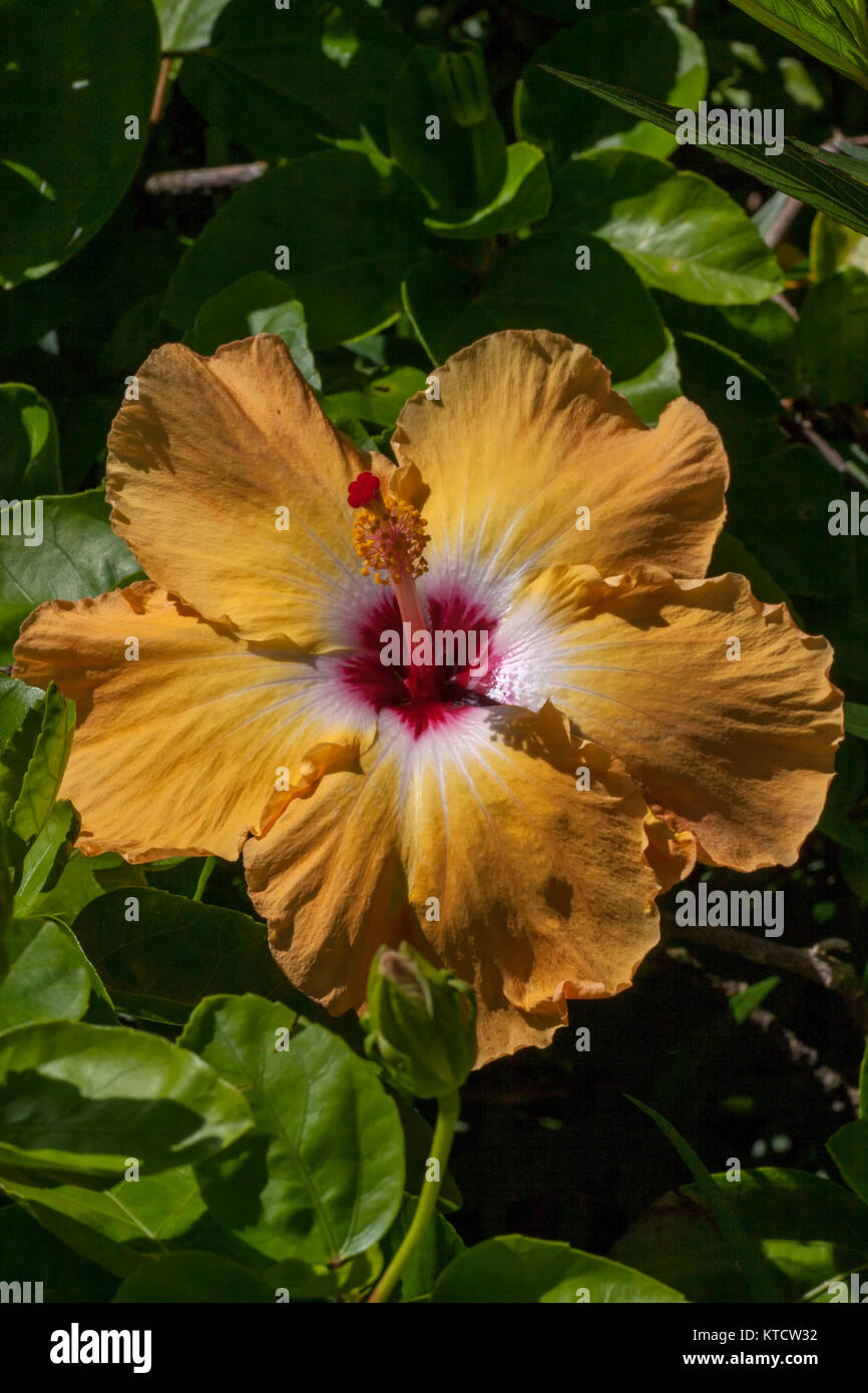 National flower of haiti hi-res stock photography and images - Alamy
