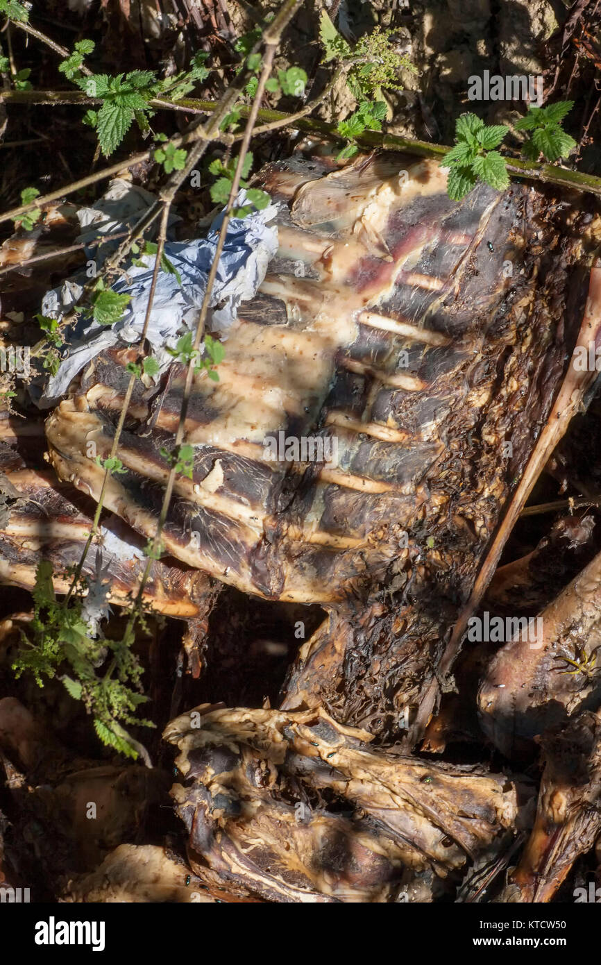 Deer carcass discarded in field Stock Photo - Alamy