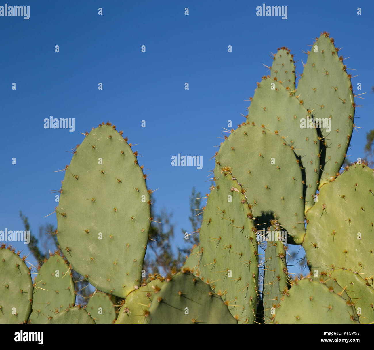 Phoenix Botanical garden, cacti Stock Photo - Alamy