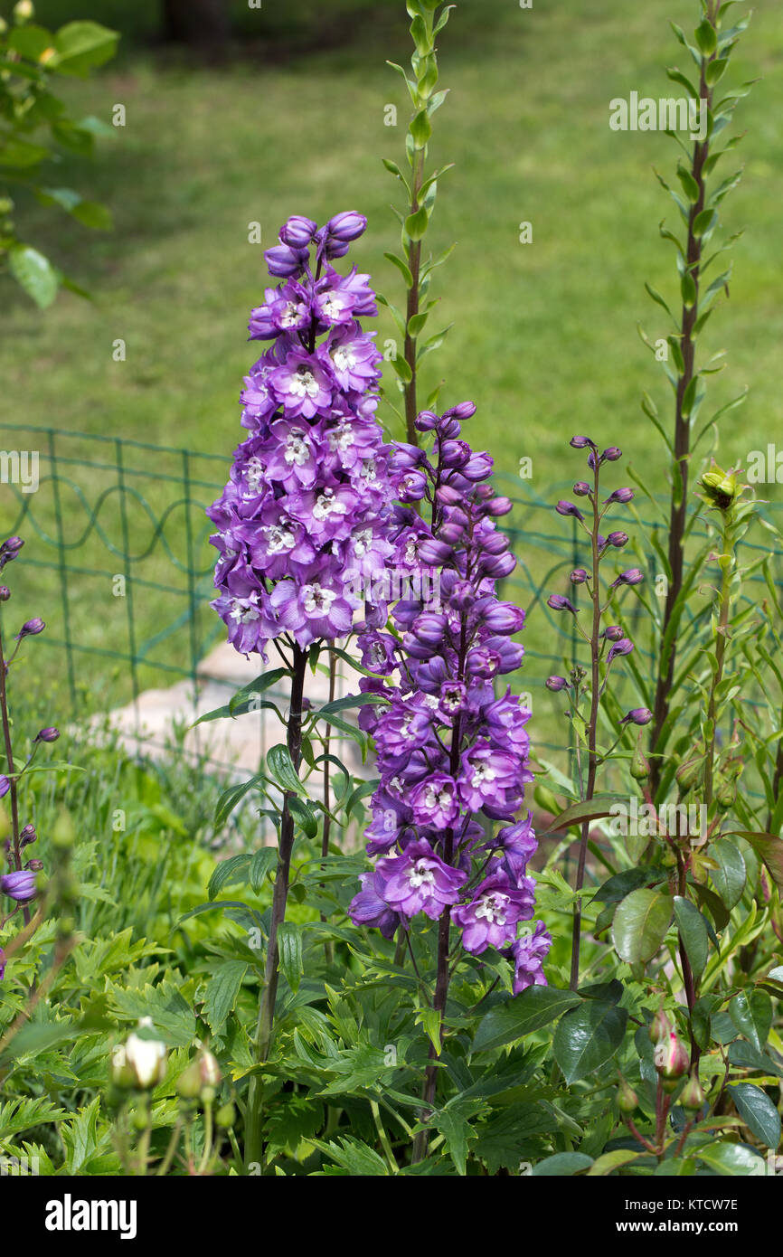 Purple Delphinium Flower in Garden Stock Photo - Alamy