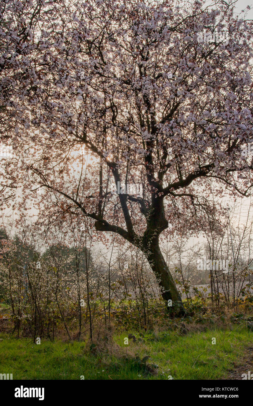 Ornamental cherry tree in garden with white blossom in spring, london ...