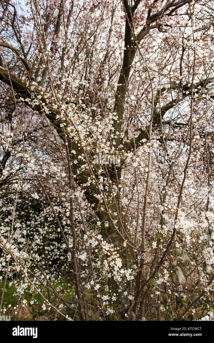 Ornamental cherry tree in garden with white blossom in spring, london ...