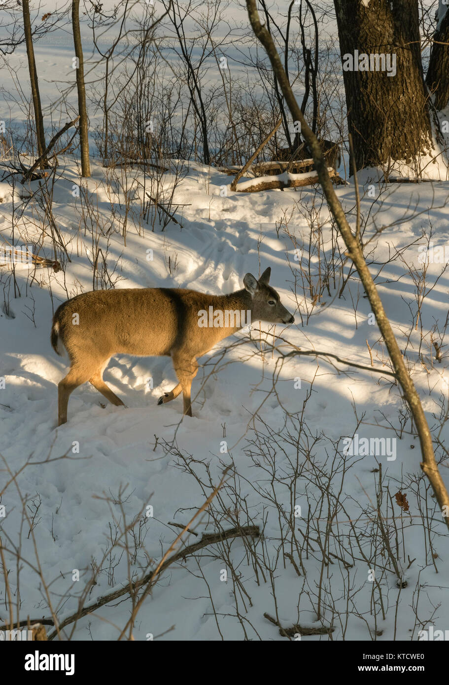 Images Of Deer From Above