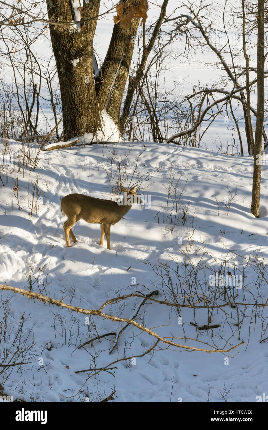 White-tailed deer photographed from above Stock Photo - Alamy