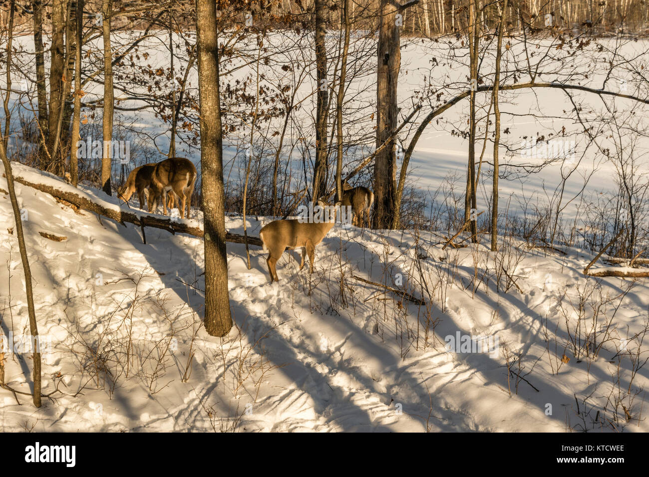 White-tailed deer photographed from above Stock Photo - Alamy