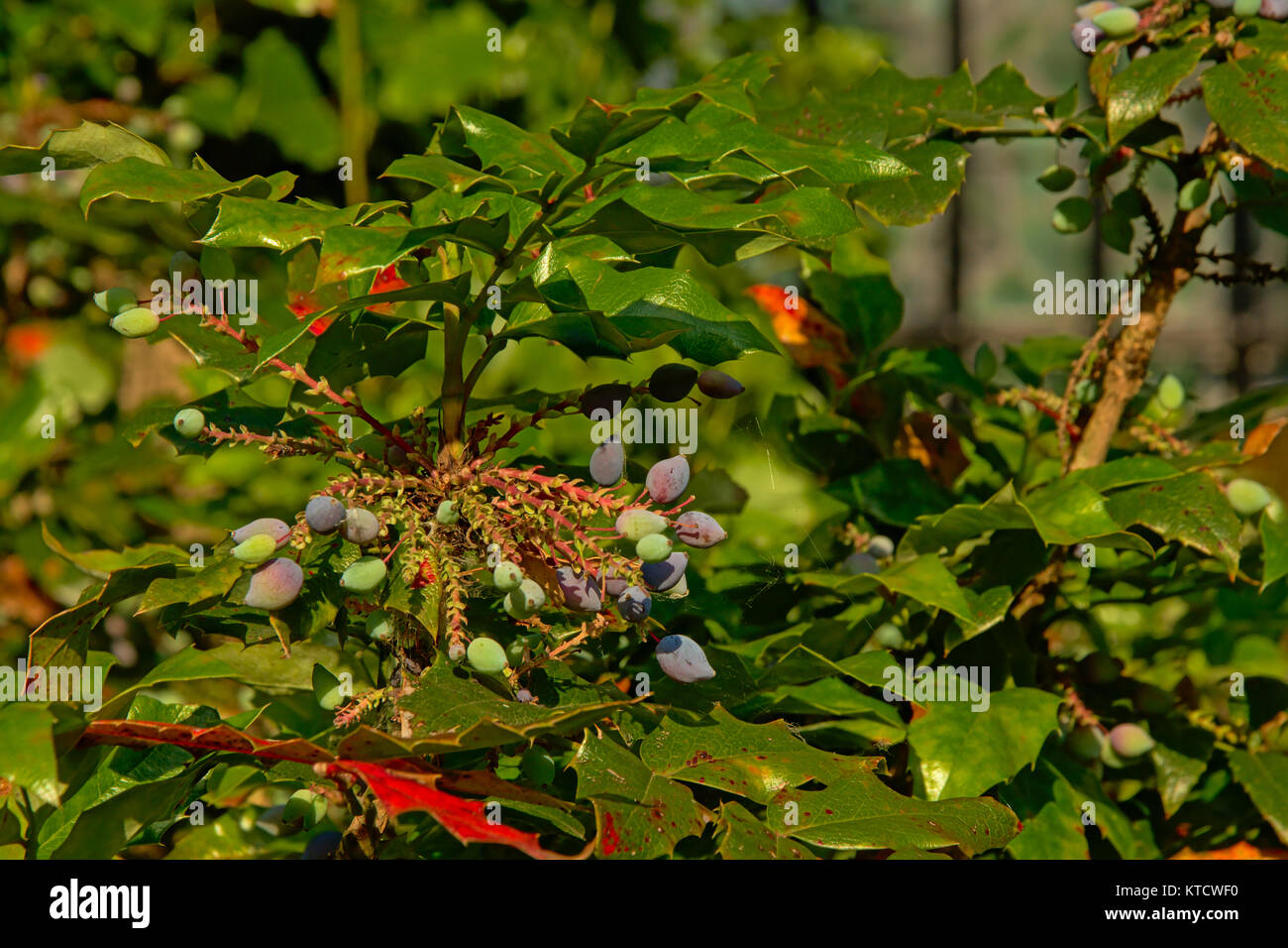 Unripe blue berries on a shrub, selective focus Stock Photo - Alamy