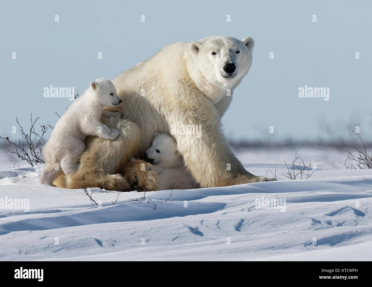 Cuddling Polar Bears