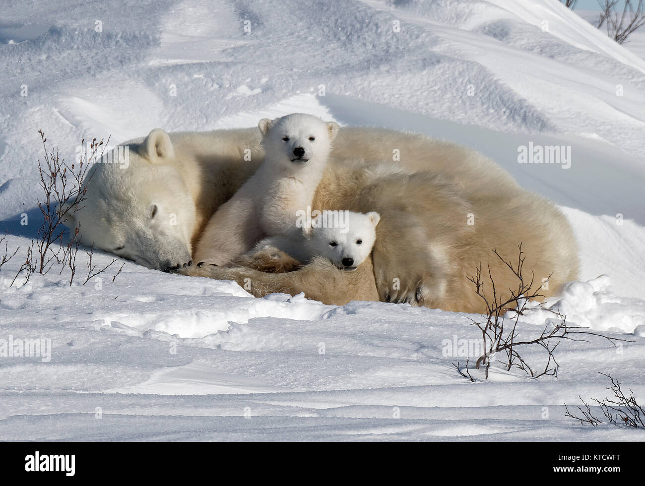 Baby Polar Bears Tundra
