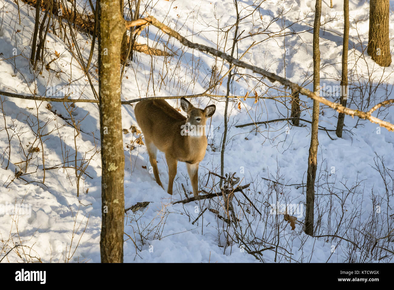 Images Of Deer From Above