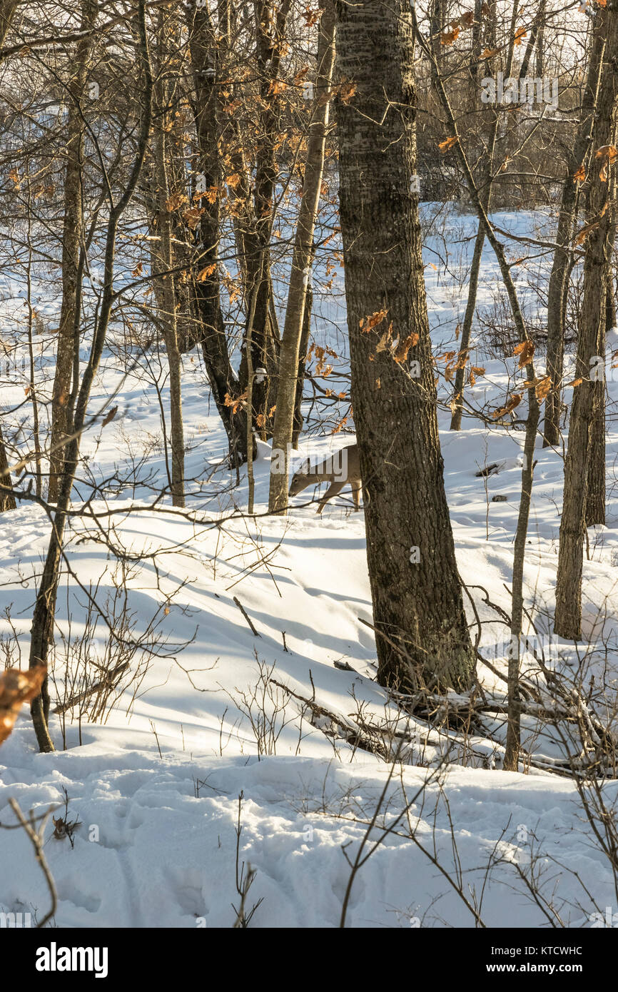 White-tailed deer photographed from above Stock Photo - Alamy