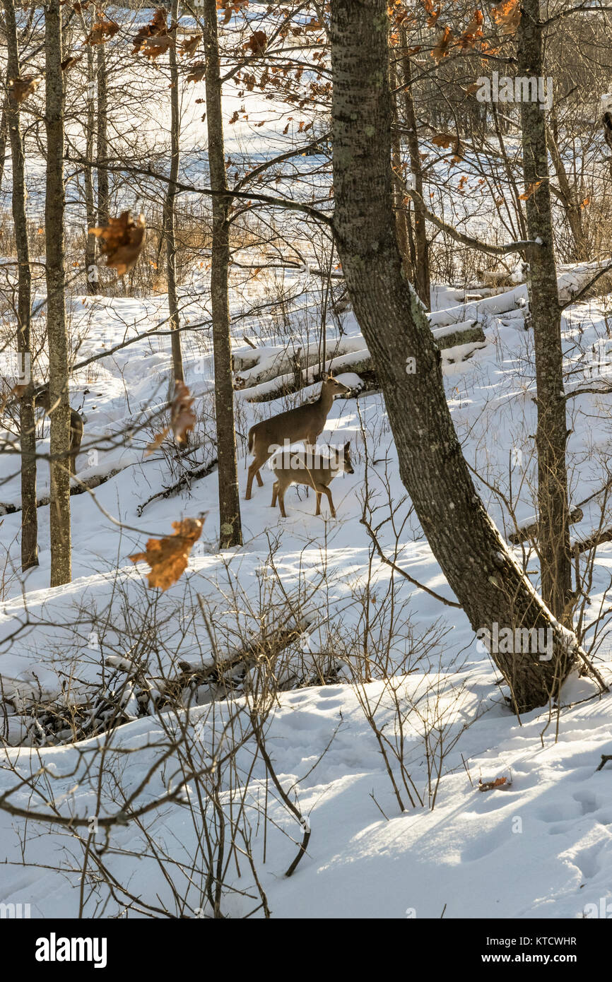 White-tailed deer photographed from above Stock Photo - Alamy