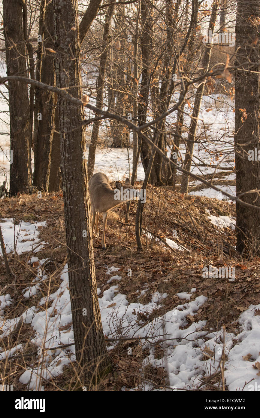 White-tailed deer photographed from above Stock Photo - Alamy
