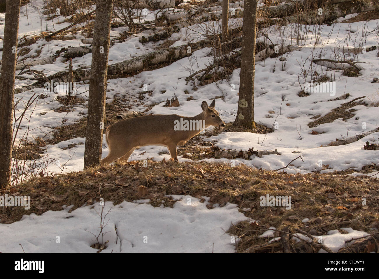 White-tailed deer photographed from above Stock Photo - Alamy