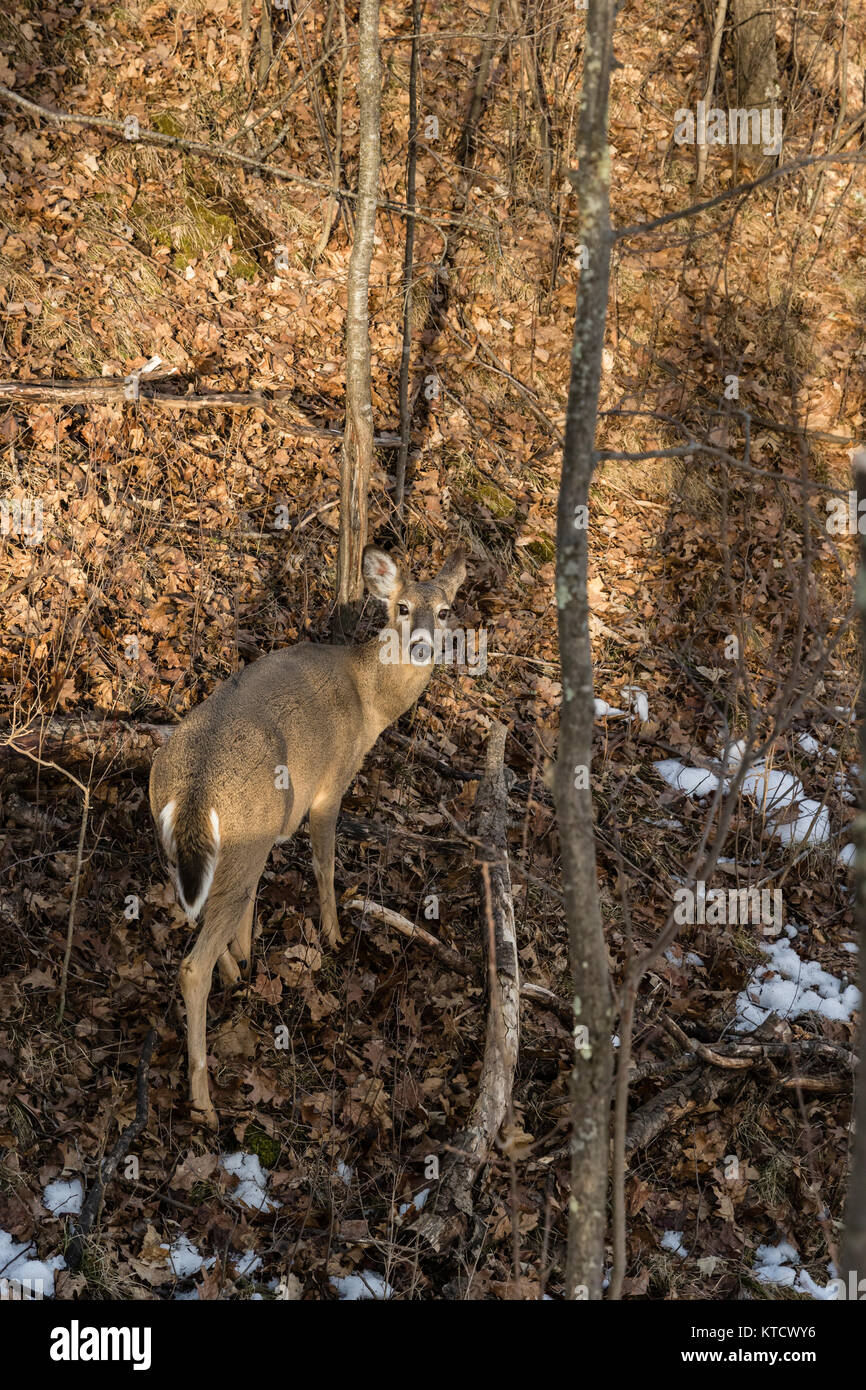 Doe spots a hunter in a treestand Stock Photo - Alamy