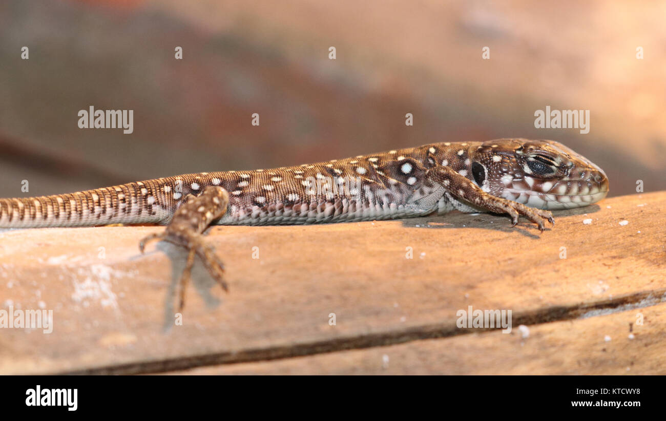 Jewelled lizard lacerta lepida hi-res stock photography and images - Alamy