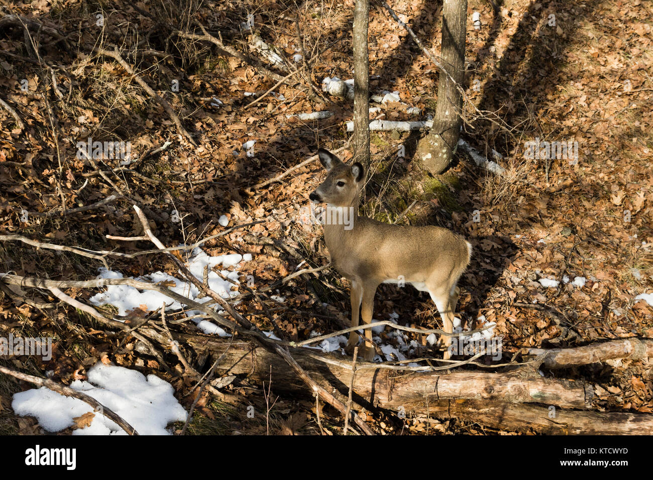 White-tailed deer photographed from above Stock Photo - Alamy