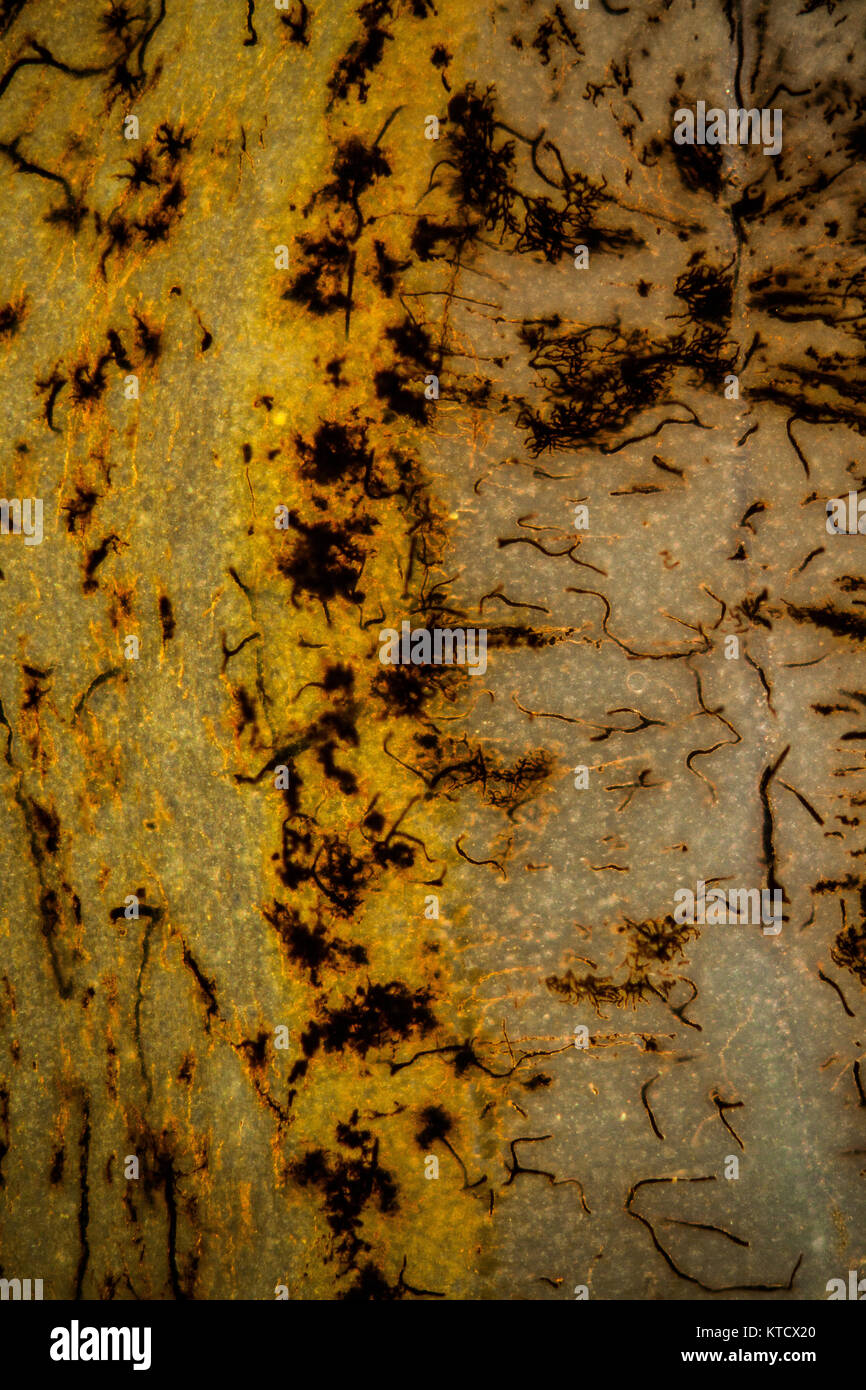 nerve cells in cerebellum 100x Stock Photo - Alamy