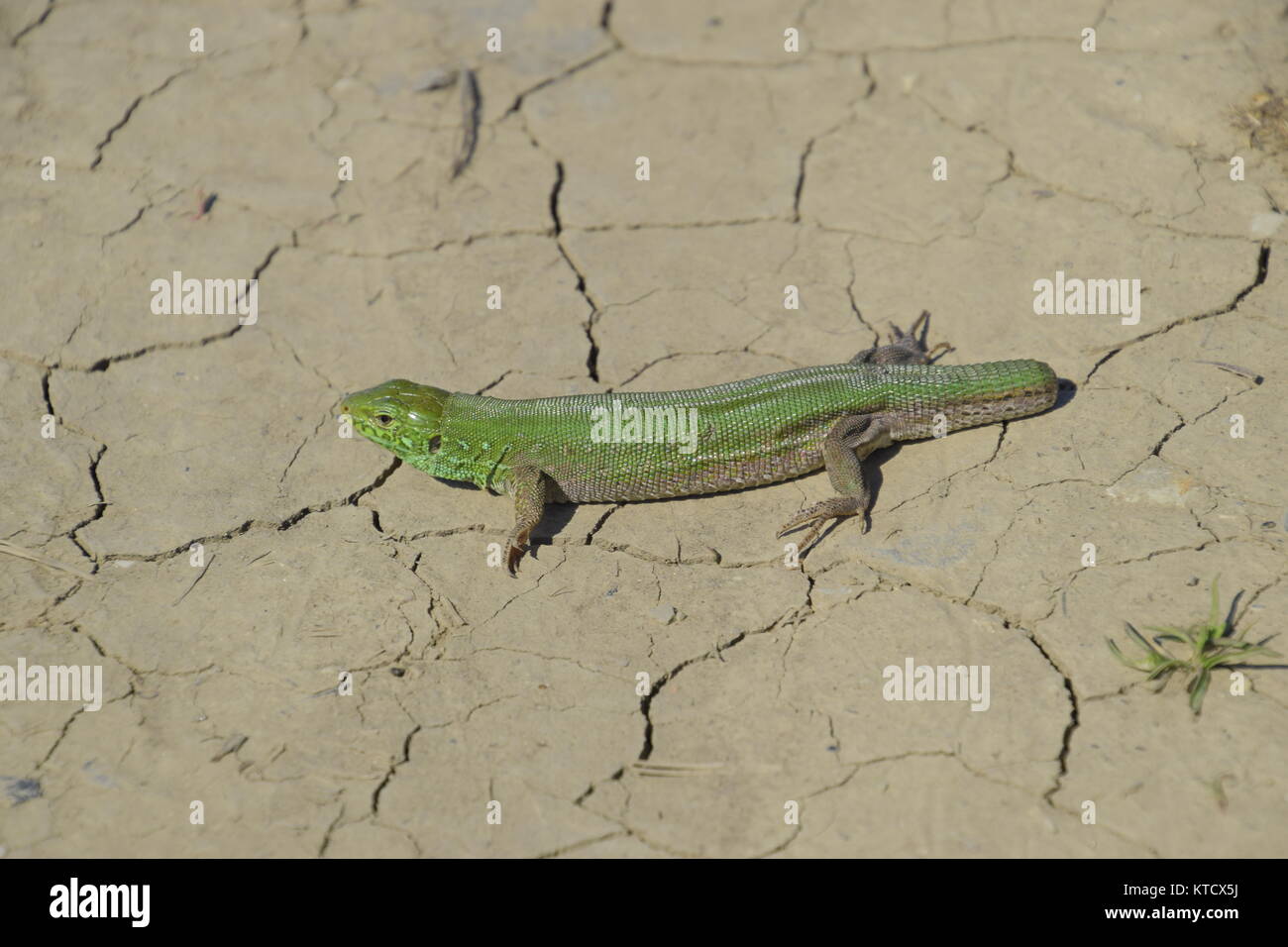 An ordinary quick green lizard. Lizard on dry ground. Sand lizard ...