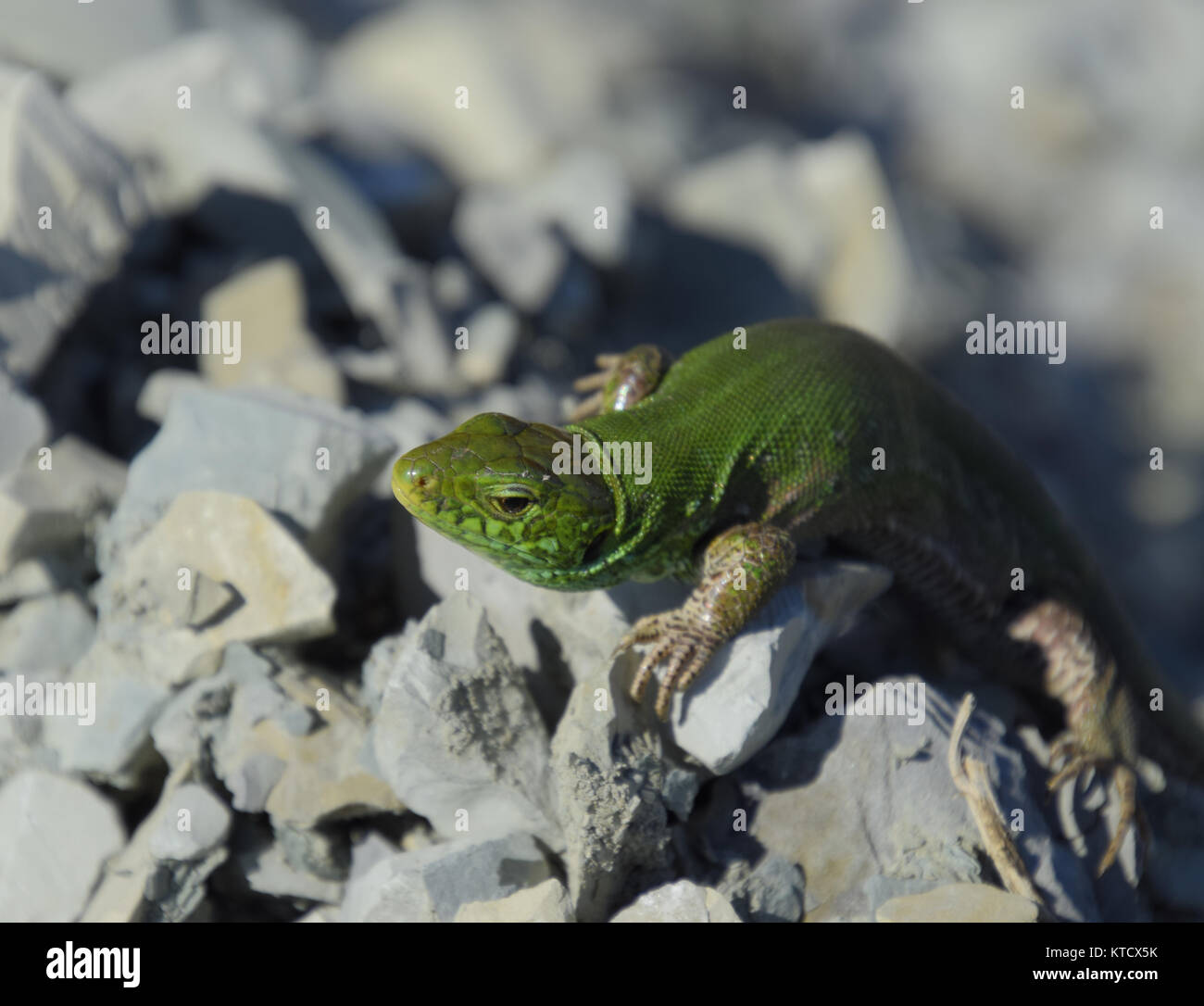 Sand lizard. An ordinary quick green lizard. Lizard on the rubble. Sand ...