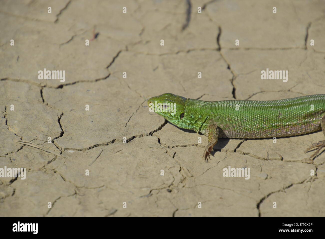 Lacertid hi-res stock photography and images - Alamy