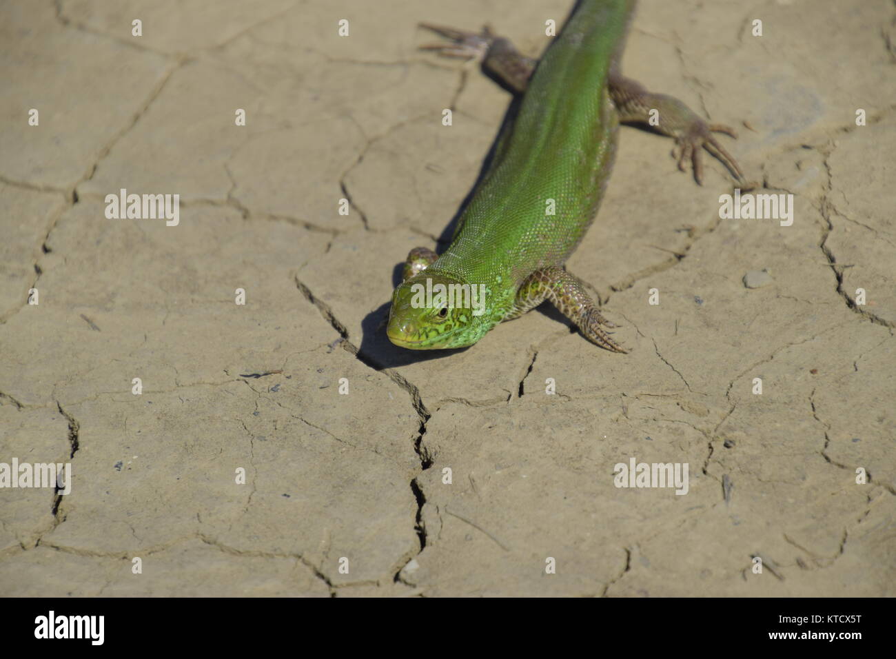 An ordinary quick green lizard. Lizard on dry ground. Sand lizard ...