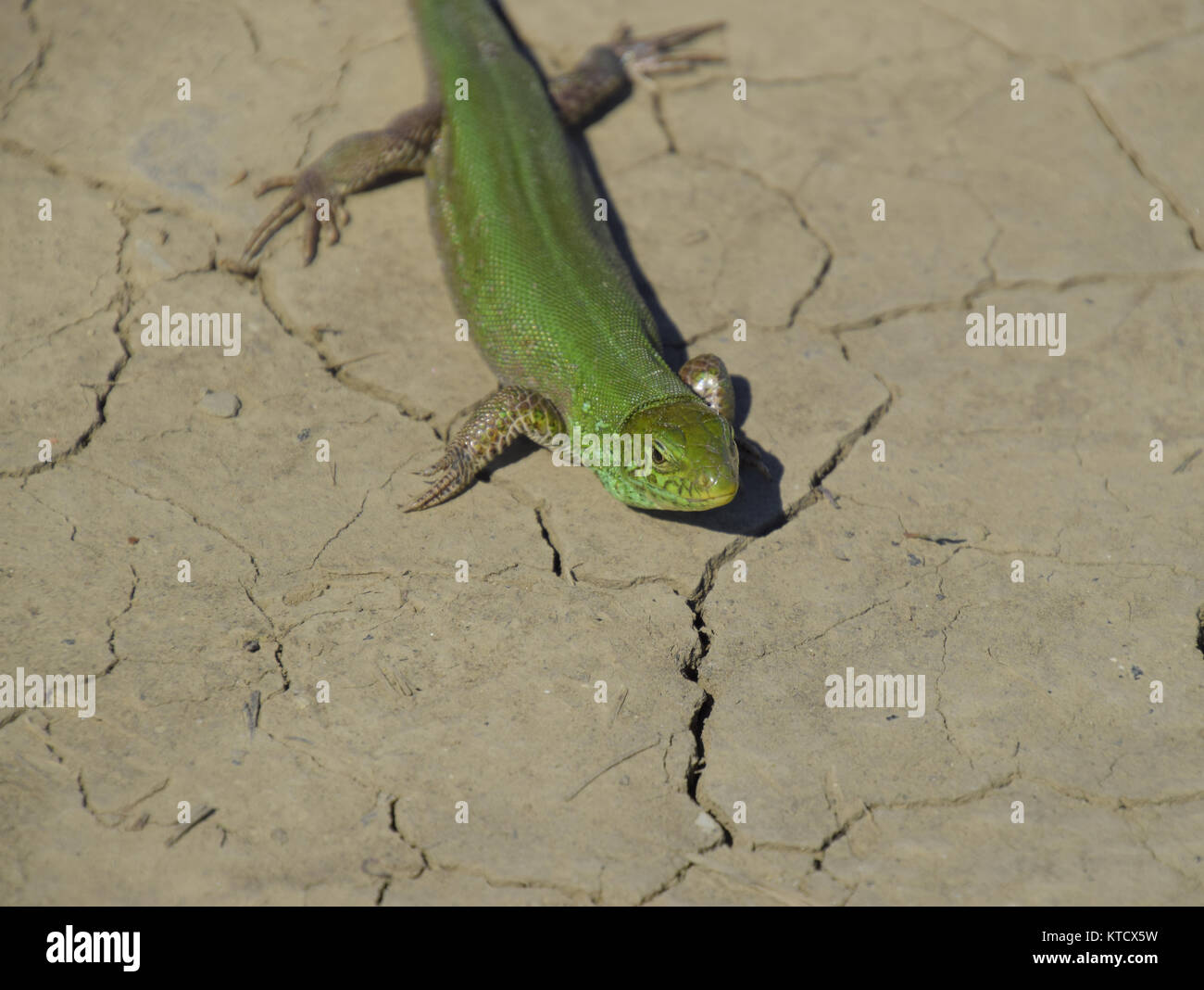 An ordinary quick green lizard. Lizard on dry ground. Sand lizard ...