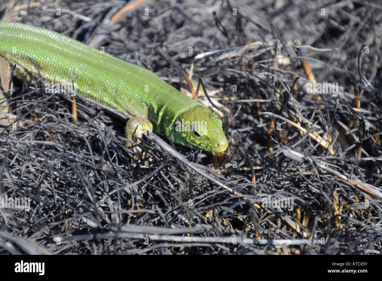 An ordinary quick green lizard. Lizard on the ground amidst ash and ash ...