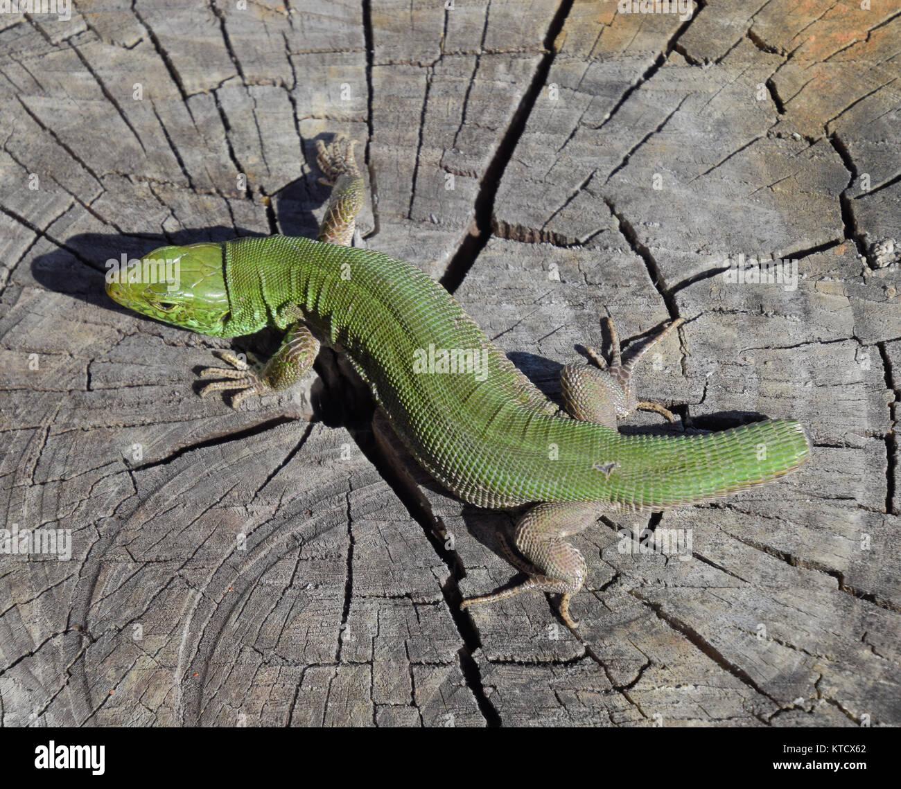 An ordinary quick green lizard. Lizard on the cut of a tree stump. Sand ...