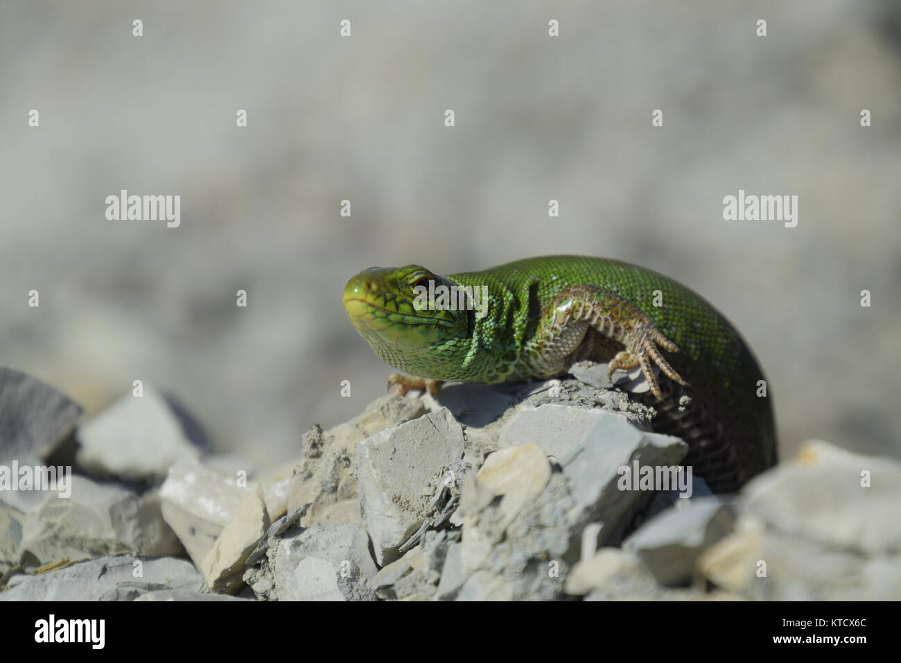Sand lizard. An ordinary quick green lizard. Lizard on the rubble. Sand ...