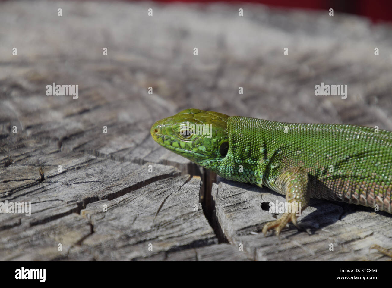 An ordinary quick green lizard. Lizard on the cut of a tree stump. Sand ...