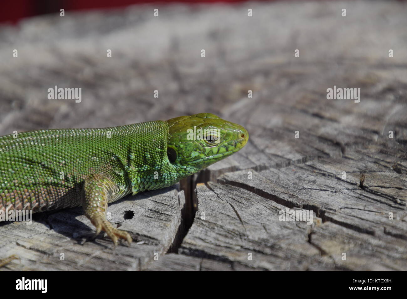 An ordinary quick green lizard. Lizard on the cut of a tree stump. Sand ...
