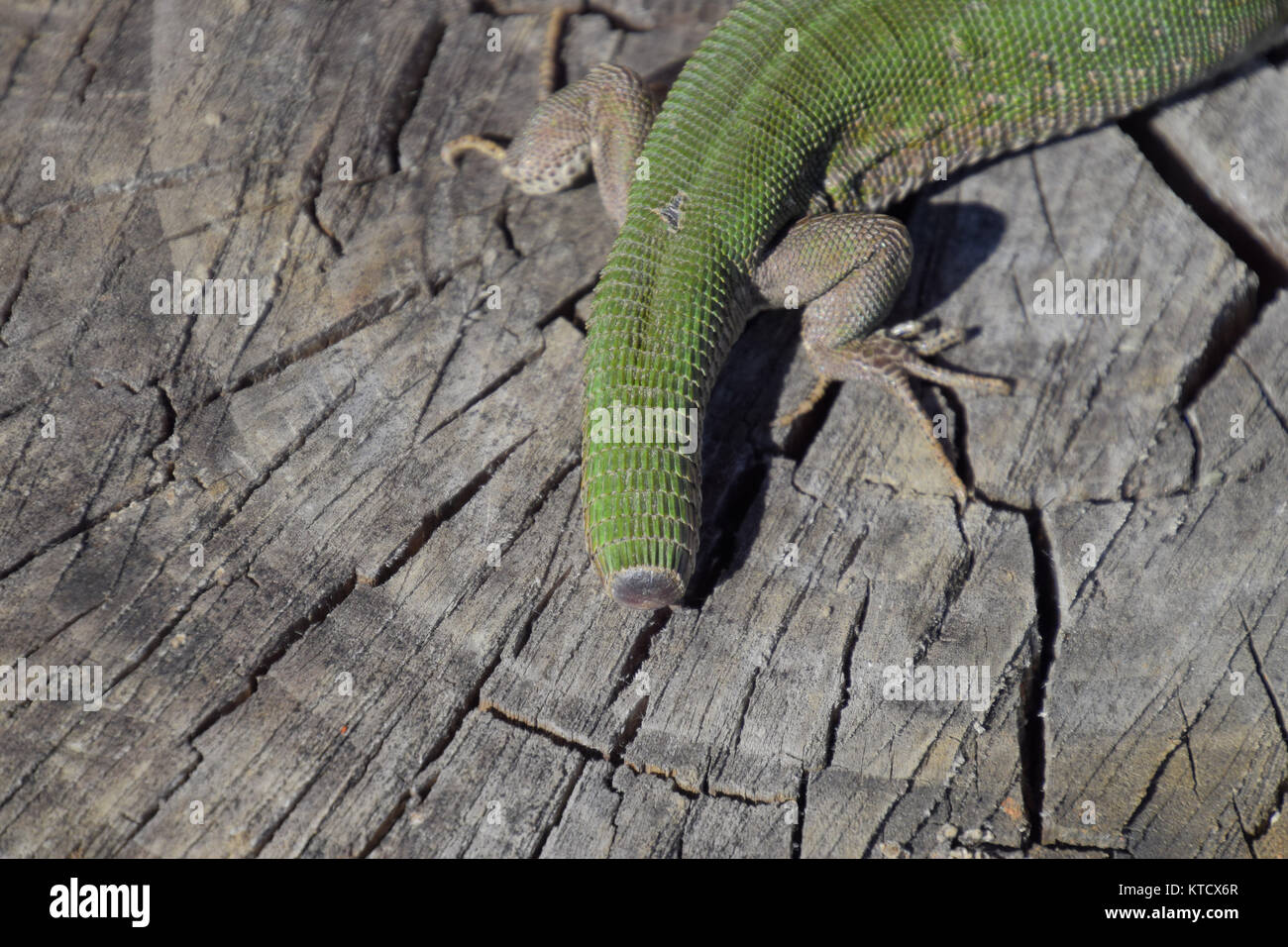 Regeneration of the lizard's tail. An ordinary quick green lizard ...