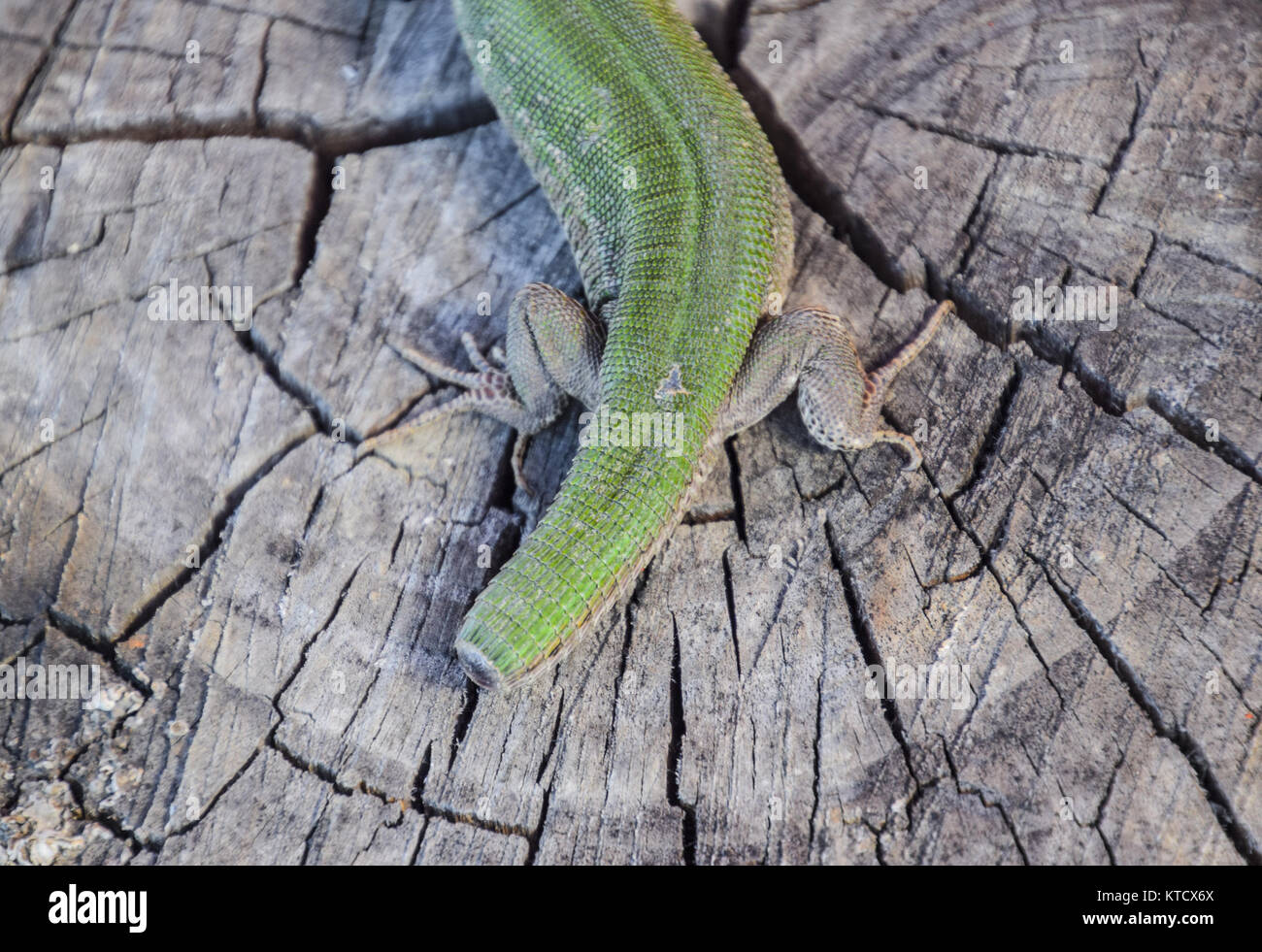 Regeneration of the lizard's tail. An ordinary quick green lizard ...