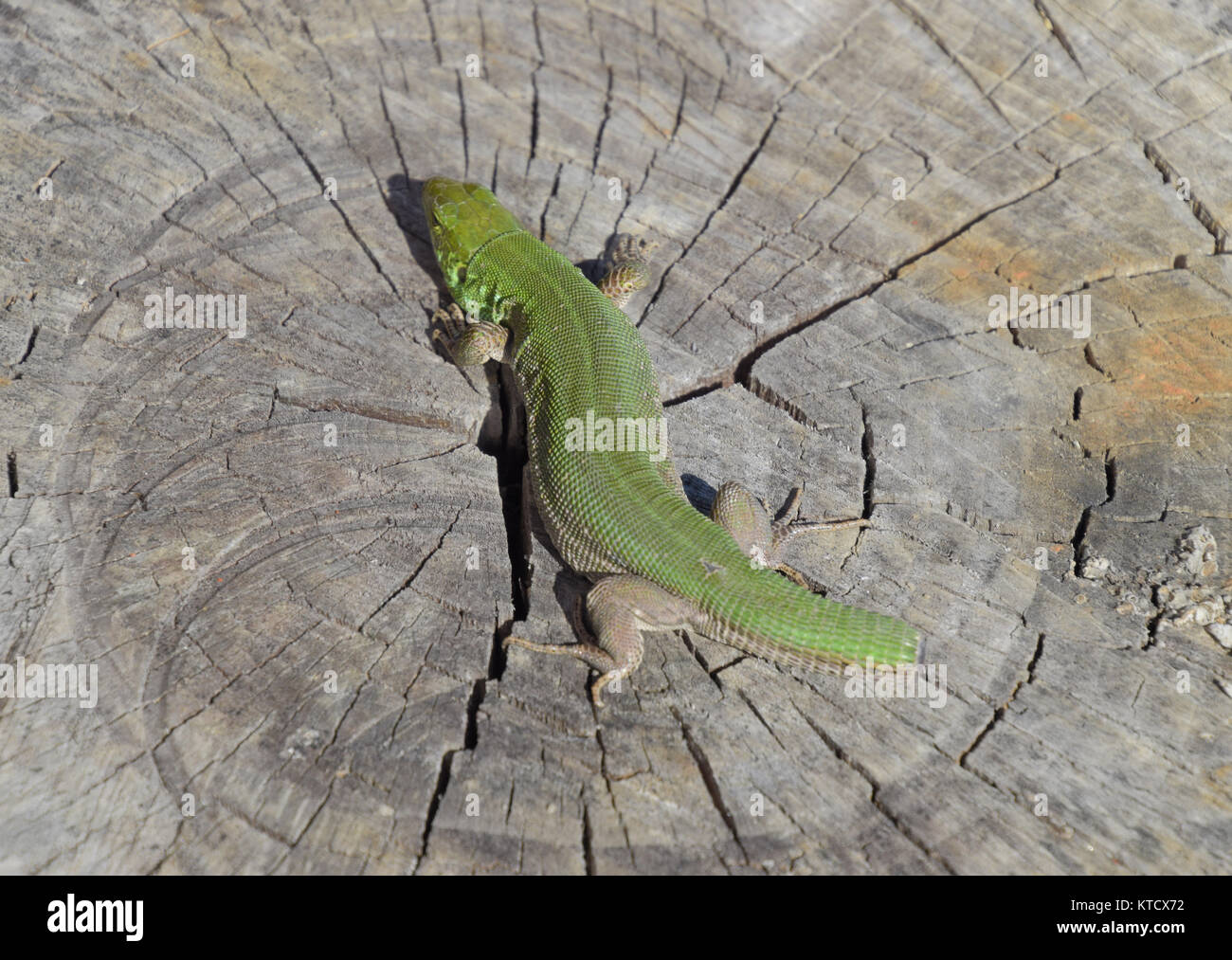 An ordinary quick green lizard. Lizard on the cut of a tree stump. Sand ...
