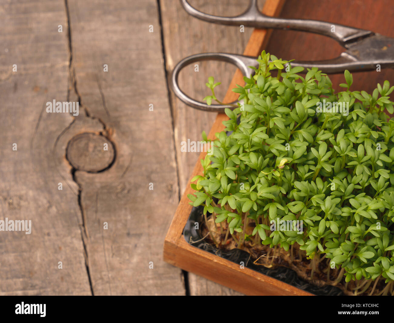 Organic cress in a wooden box on an old rustic wooden garden table ...