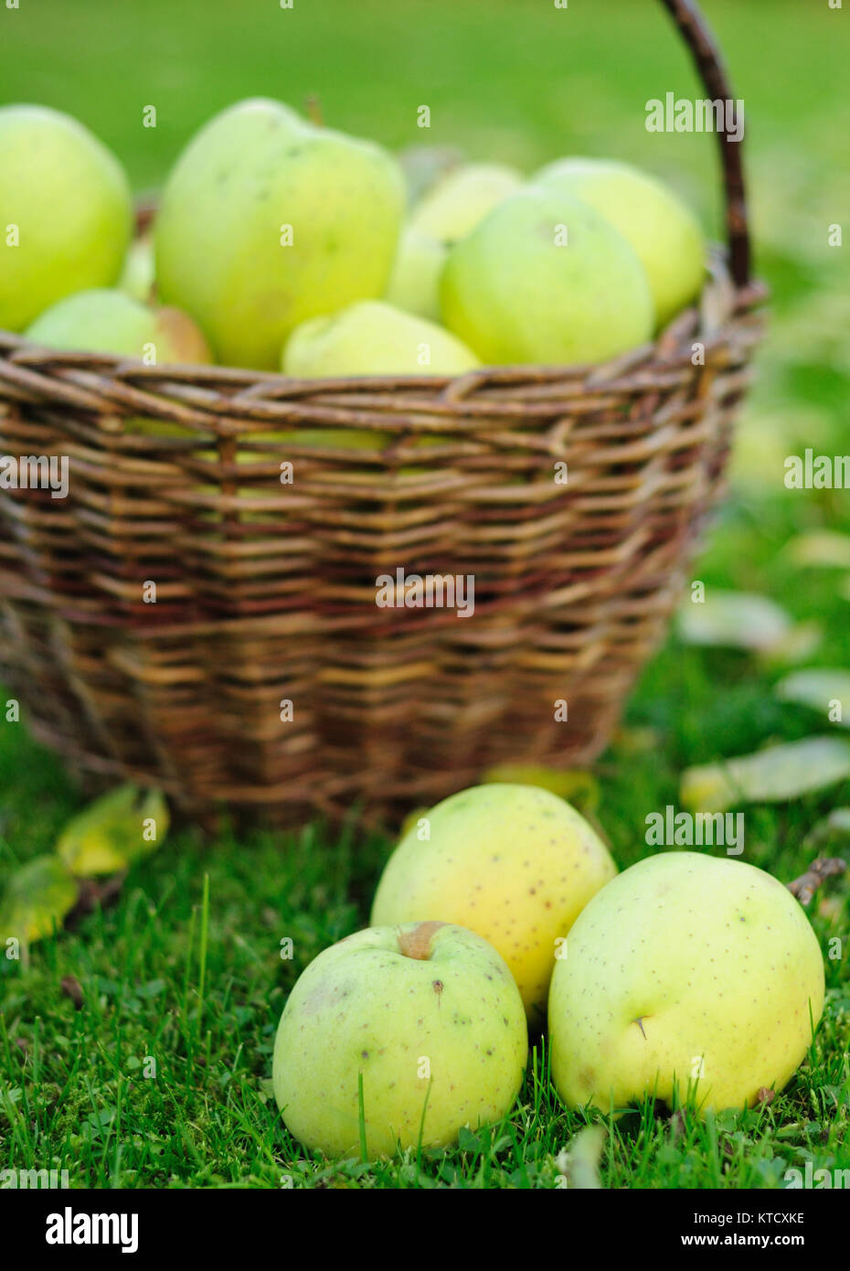 Apple basket rotten hi-res stock photography and images - Alamy